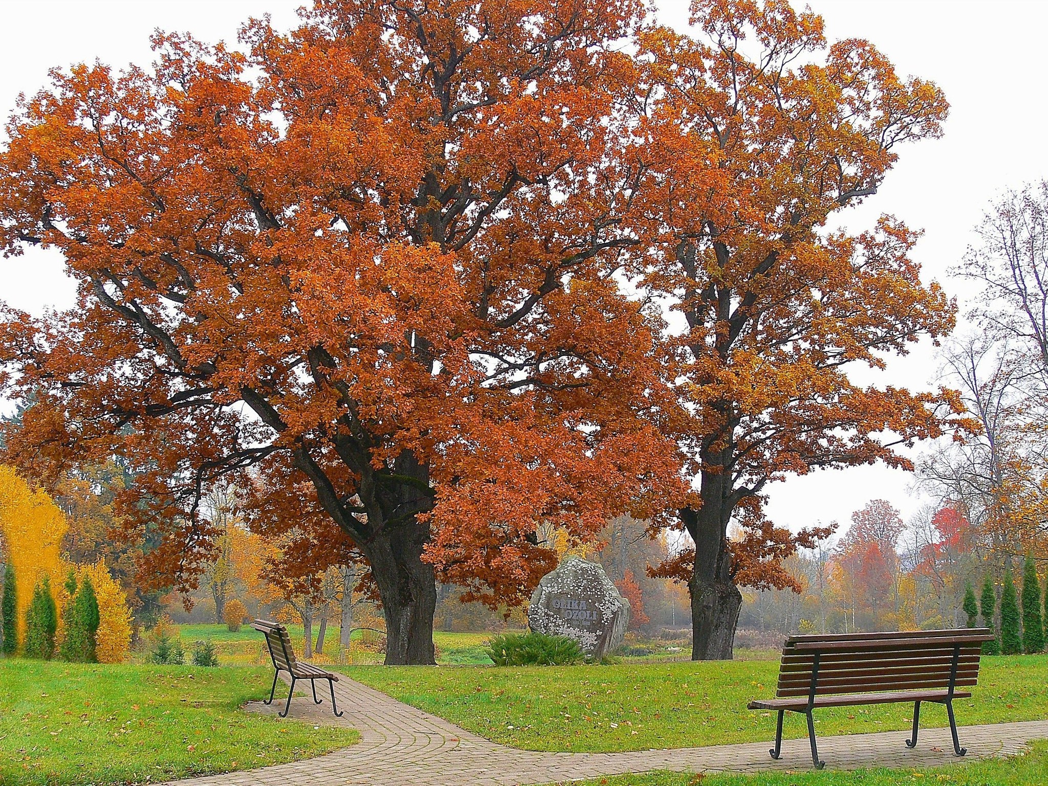 Glika ozoliem ir iespēja kļūt par Eiropas gada koku - Aluksniesiem.lv